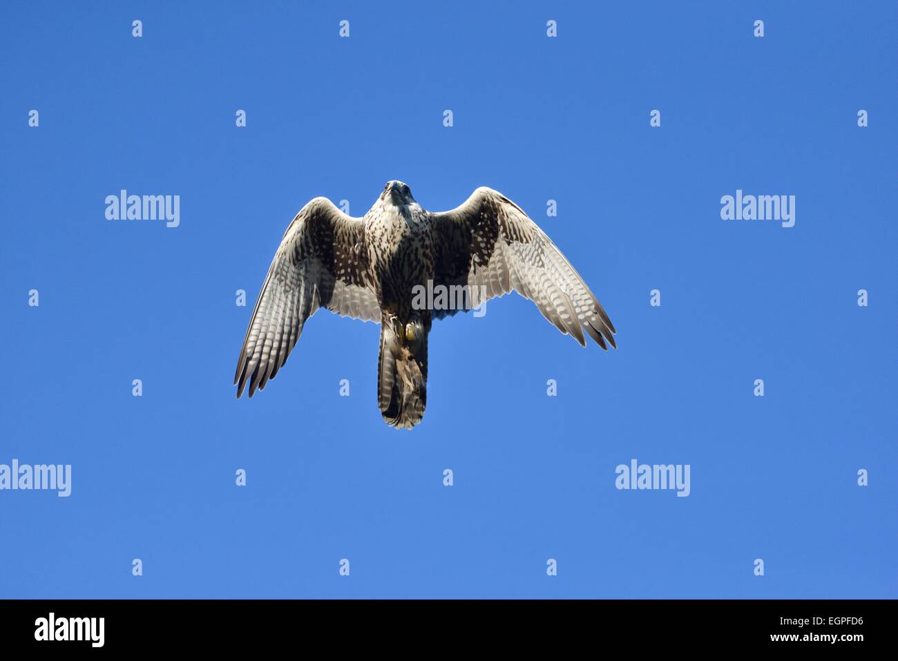 Peregrine Falcon (Falco peregrinus) in flight with prey Stock Photo - Alamy