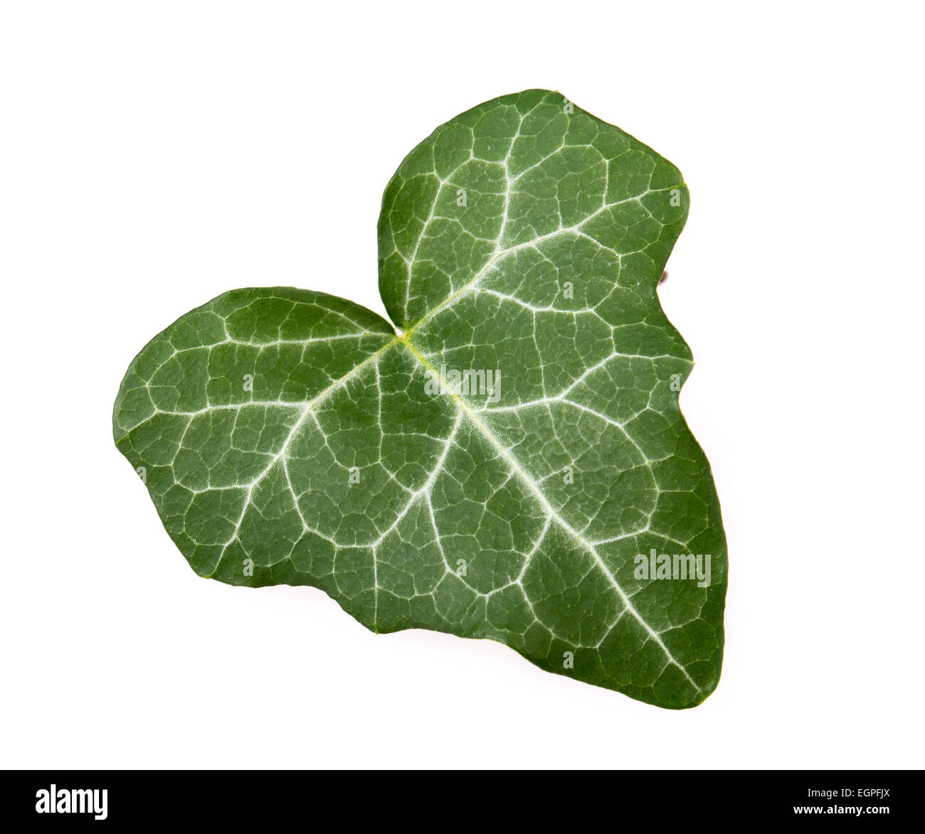 ivy leaf isolated on white background Stock Photo - Alamy