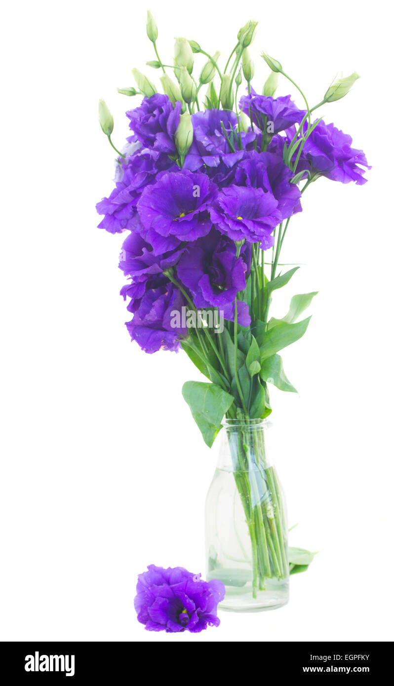 bunch of violet eustoma flowers in glass vase isolated on white Stock ...