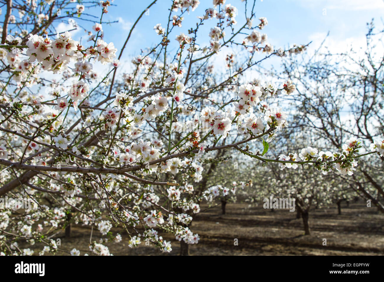 Beautiful photo of blooming almond trees Stock Photo - Alamy