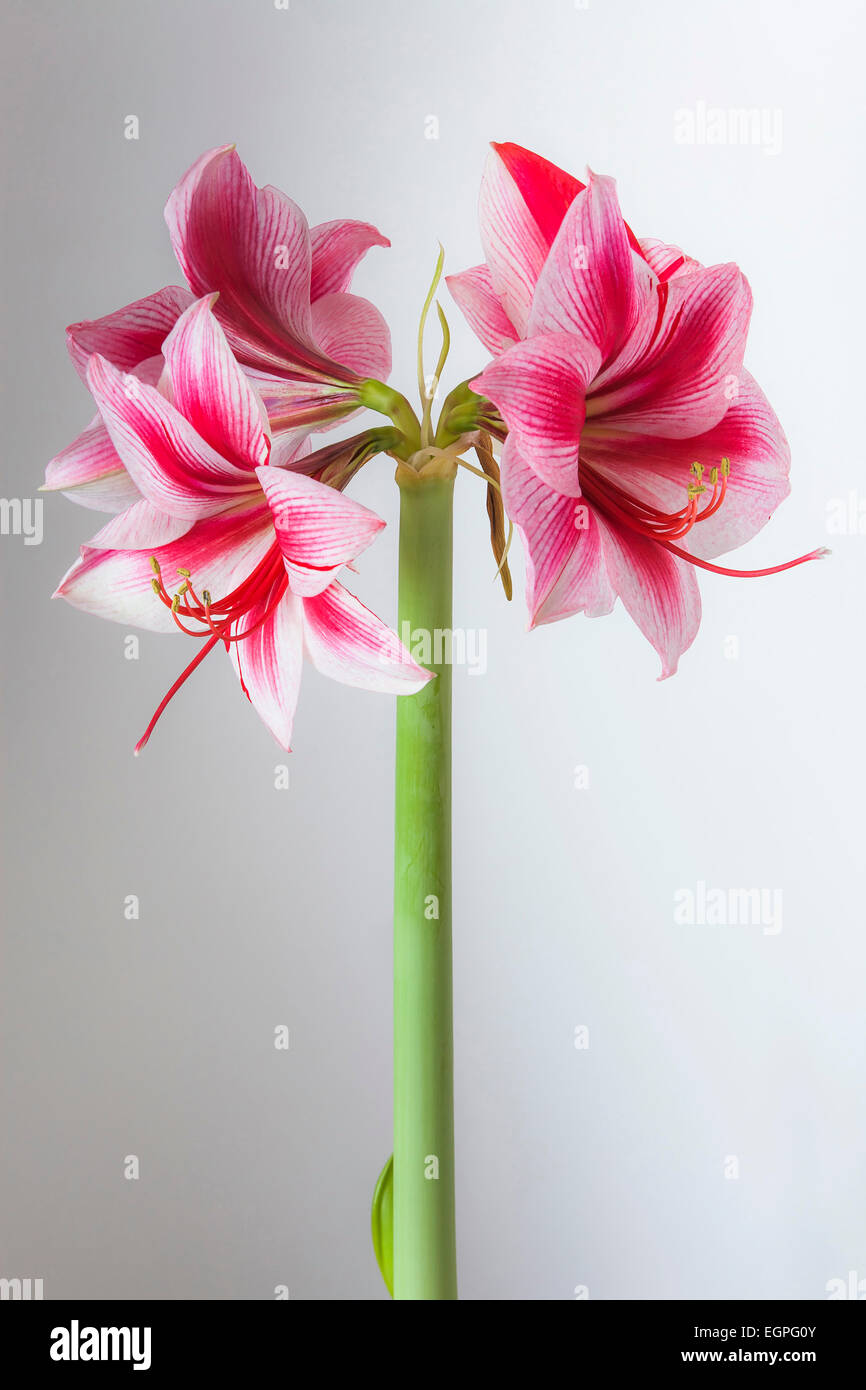 Amaryllis, Hippeastrum 'Gervase', One stem with bold, striped flowers ...