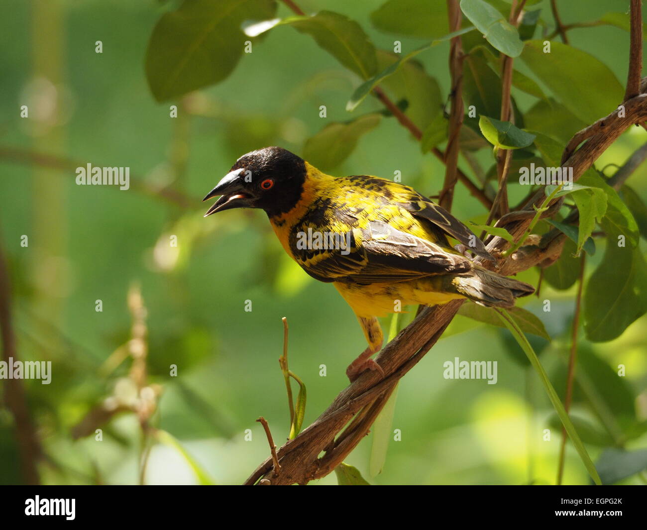 A sunlit male Black-headed weaver (Ploceus cucullatus) aka Village ...