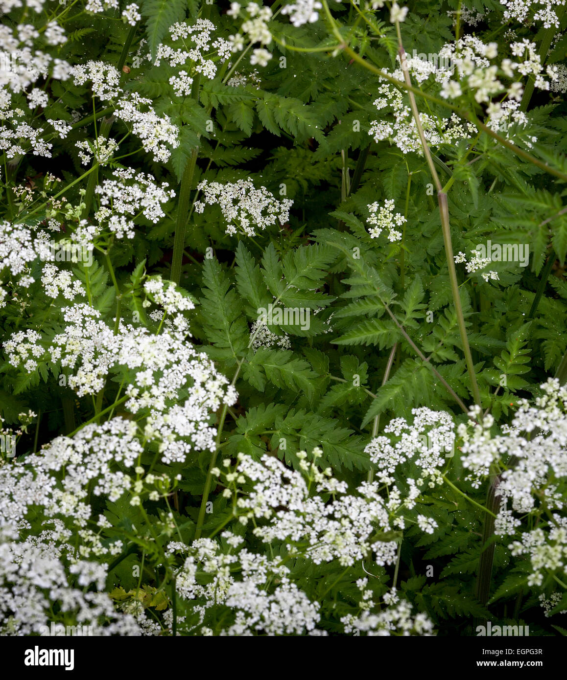 Cow parsley, Anthriscus sylvestris, Top view of several white flowers ...