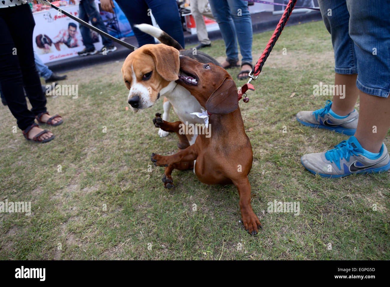 Two dogs cuddling each other in Kolkata's pet convention. It is the ...