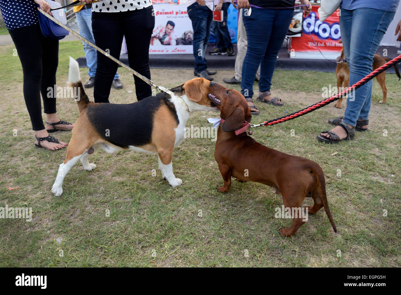 Two dogs cuddling each other in Kolkata's pet convention. It is the ...