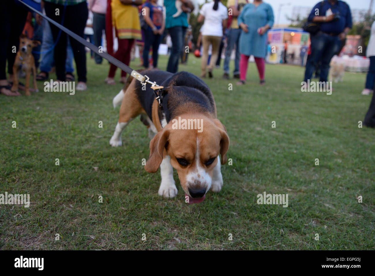 A cute dog joining the first pet convention in Kolkata, It is the India ...