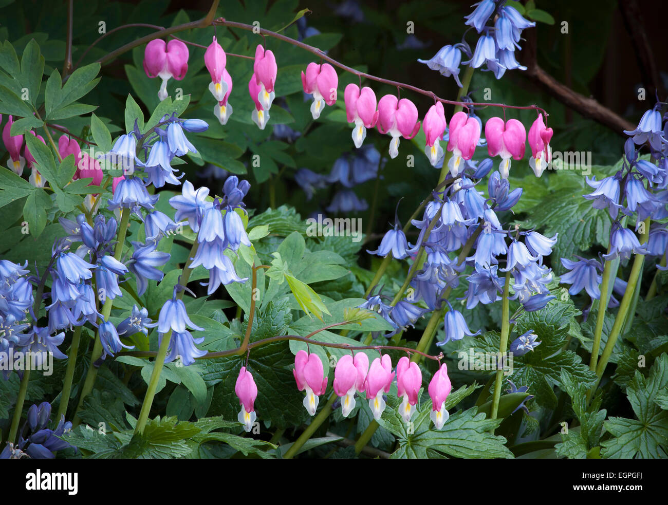 Bleeding heart, Lamprocapnos spectabilis, Two stems of heart shaped ...
