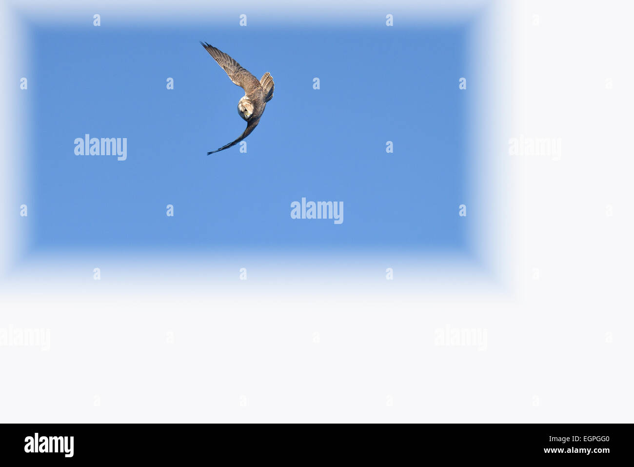 Peregrine Falcon (Falco peregrinus) in flight with prey Stock Photo - Alamy