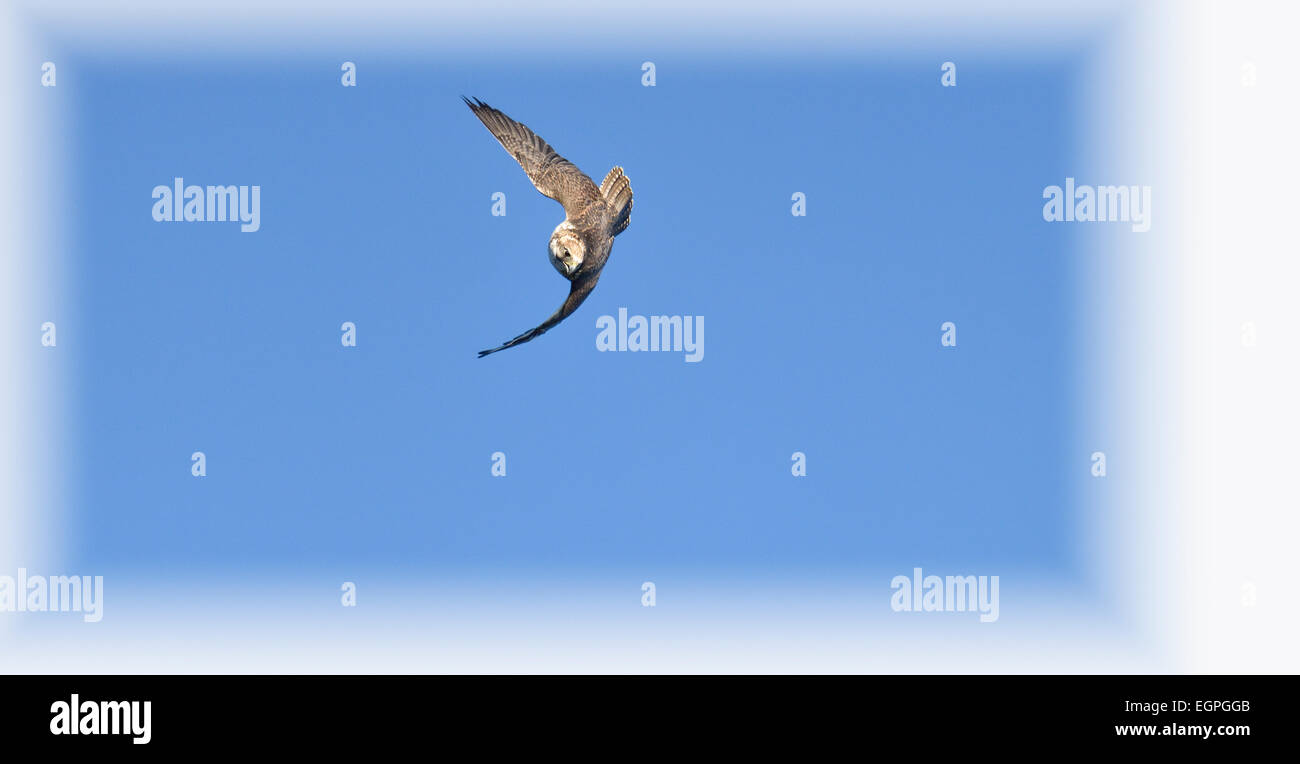 Peregrine Falcon (Falco peregrinus) in flight with prey Stock Photo - Alamy