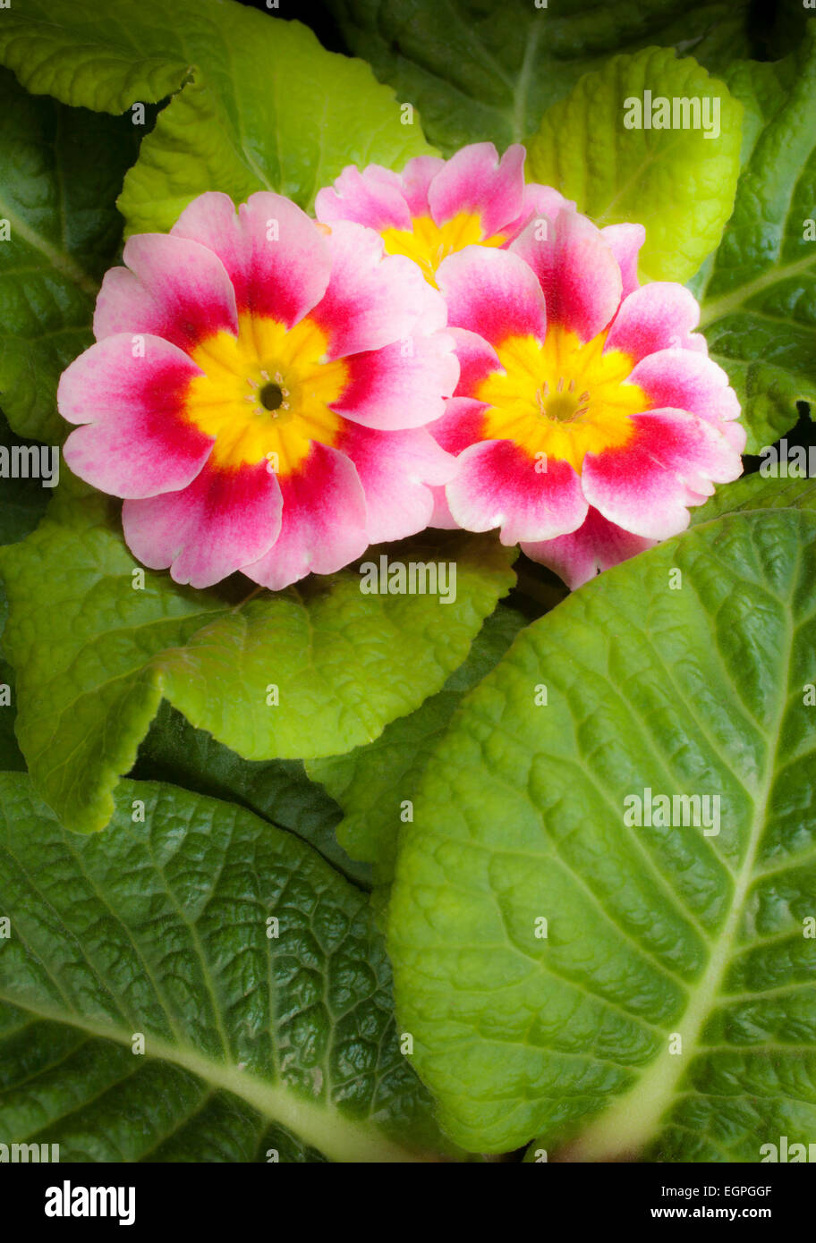 Primrose, Primula 'Appleblossom', Overhead graphic view of three ...