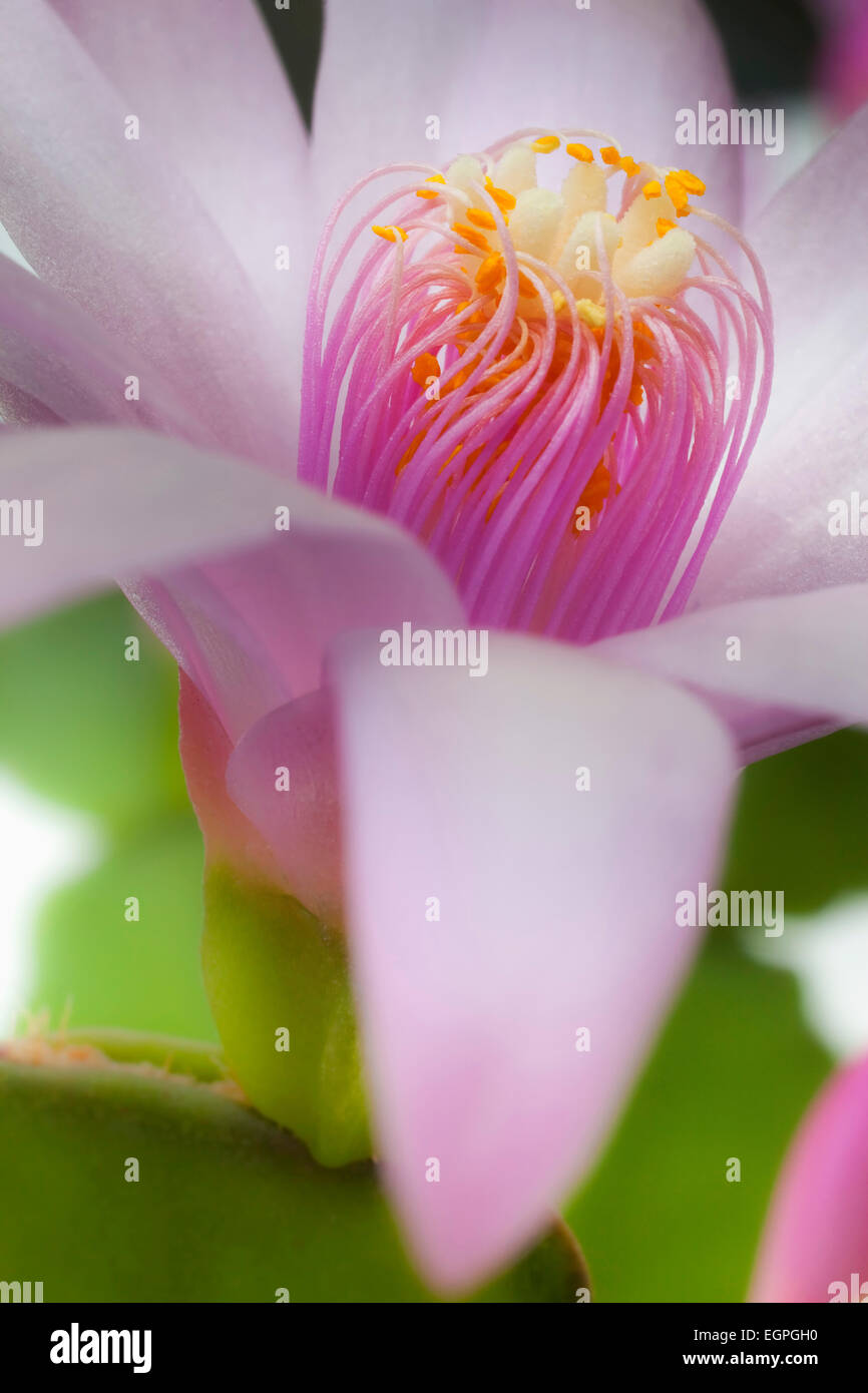 Rhipsalidopsis rosea hi-res stock photography and images - Alamy