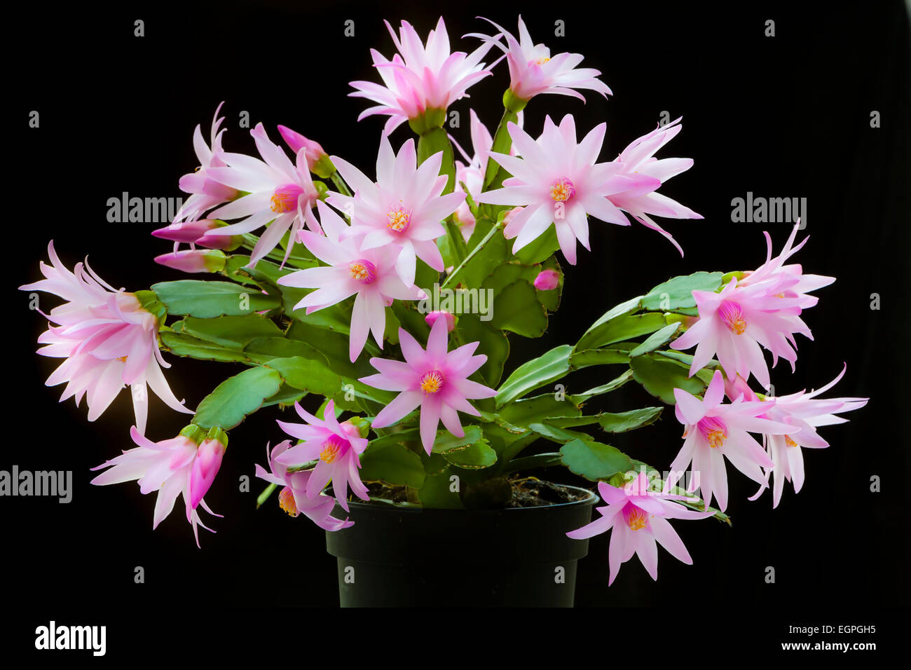 Easter cactus hi-res stock photography and images - Alamy