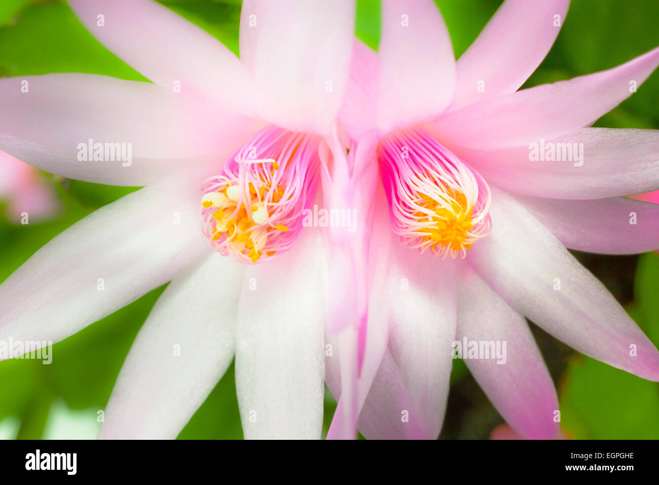 Rhipsalidopsis rosea hi-res stock photography and images - Alamy