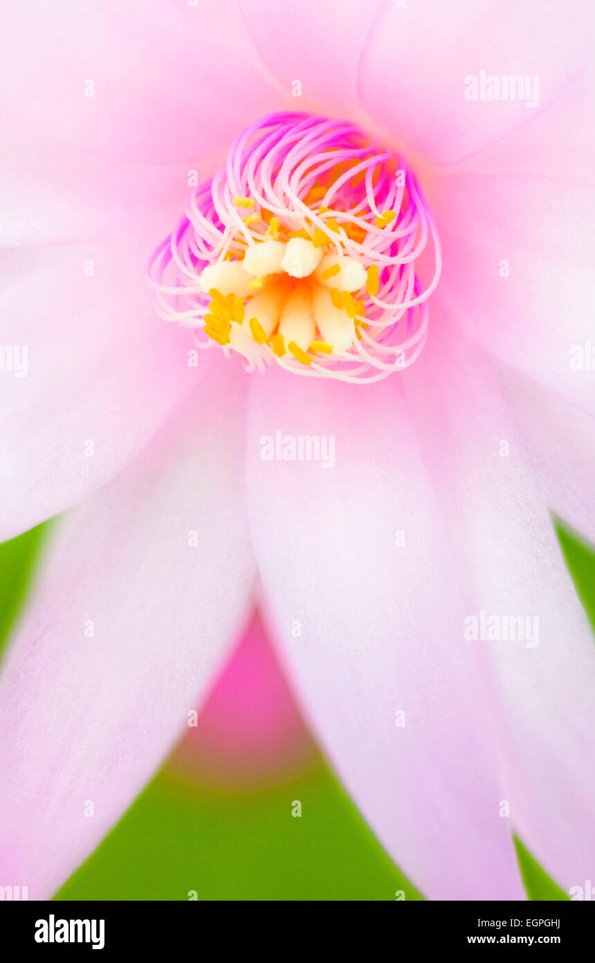 Rhipsalidopsis rosea hi-res stock photography and images - Alamy