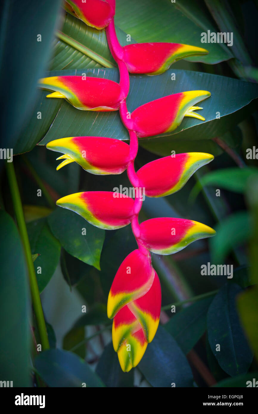 Heliconia rostrata, often known as Lobster claw, Bright red pendula ...