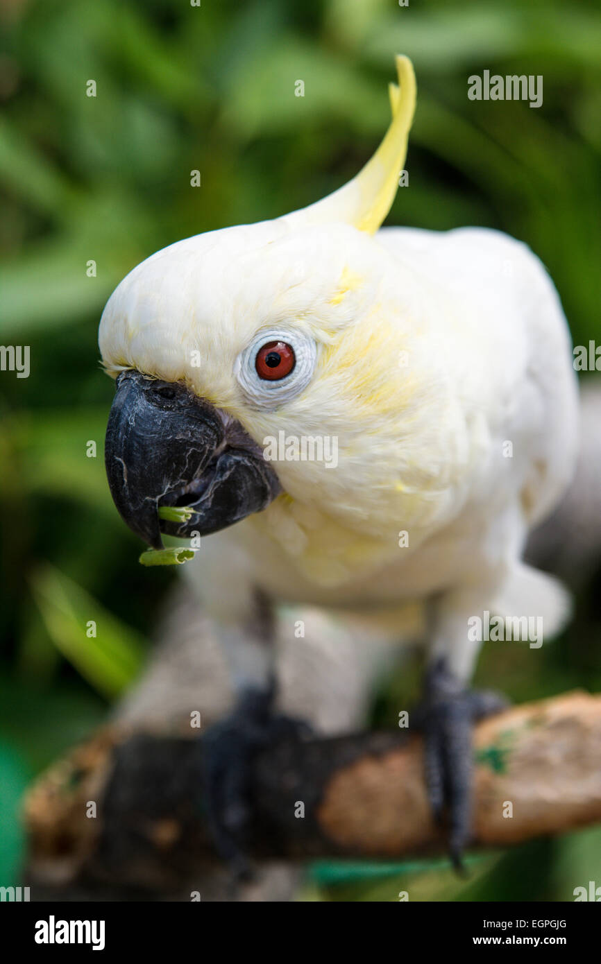 Australian yellow crested cockatoo hi-res stock photography and images ...