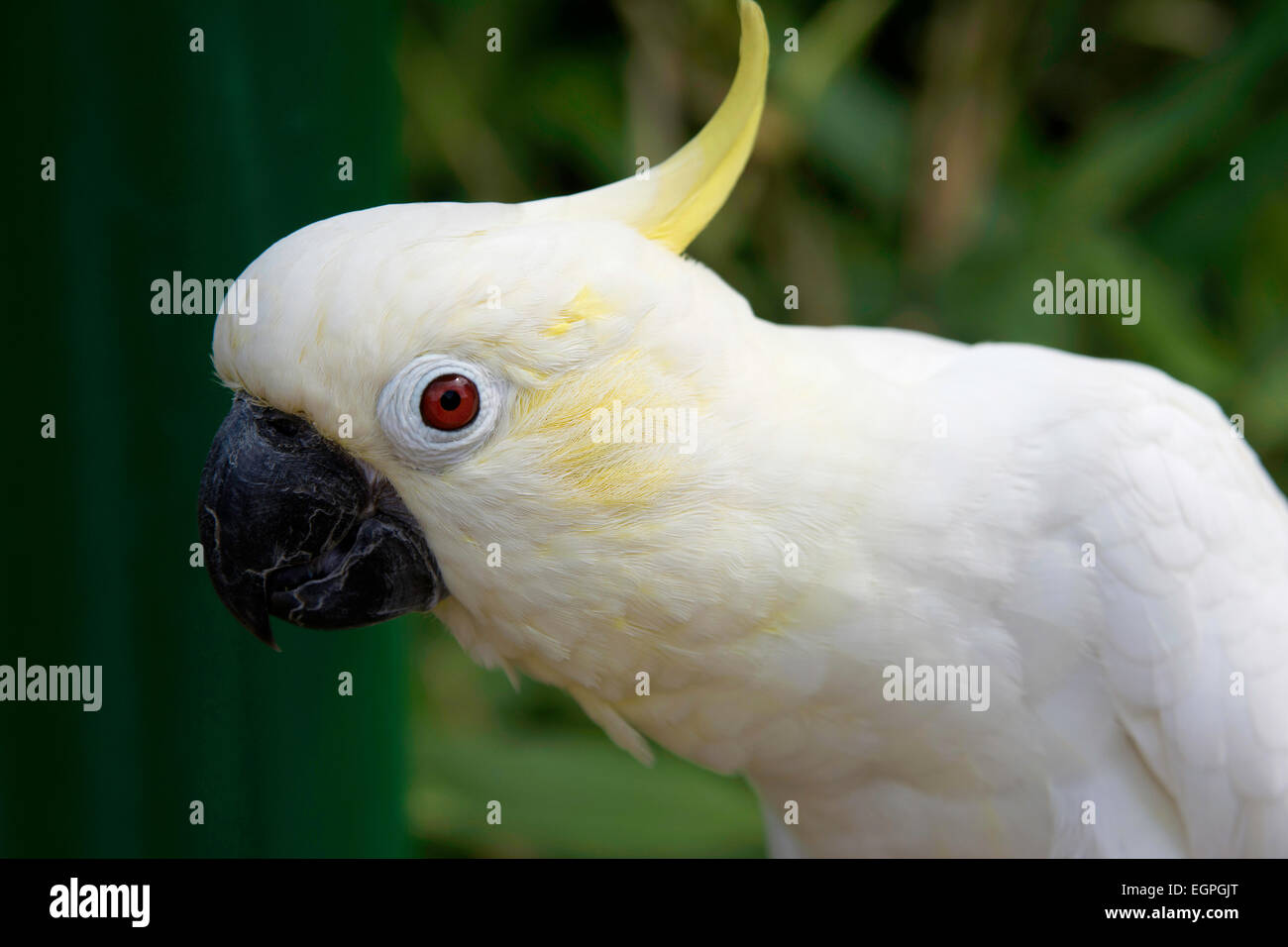 Cockatoo close up hi-res stock photography and images - Alamy