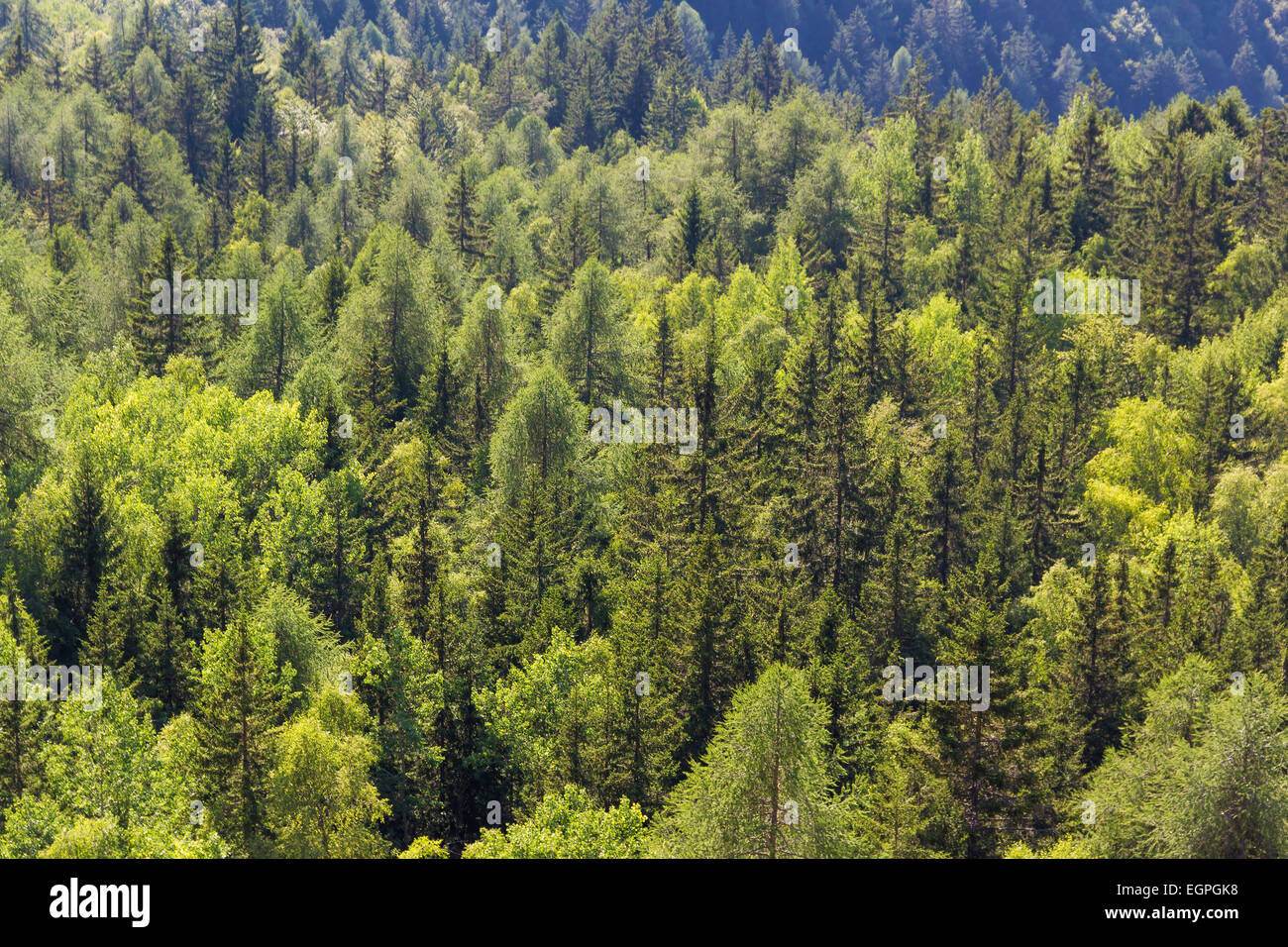 Aerial View of Mountain Trees in the Alps Stock Photo - Alamy