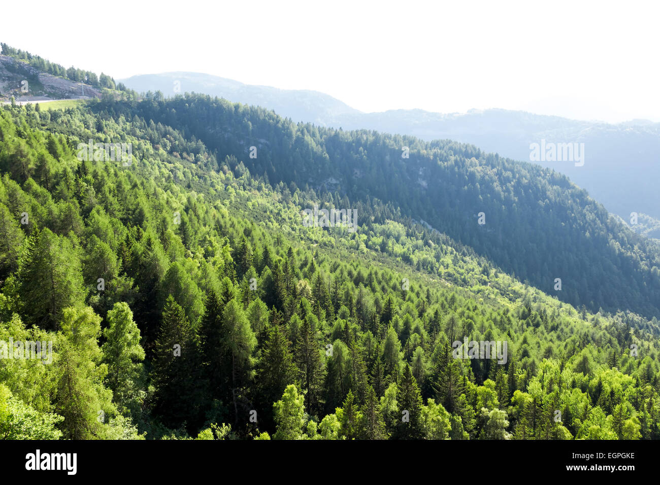 Aerial View of Mountain Trees in the Alps Stock Photo - Alamy
