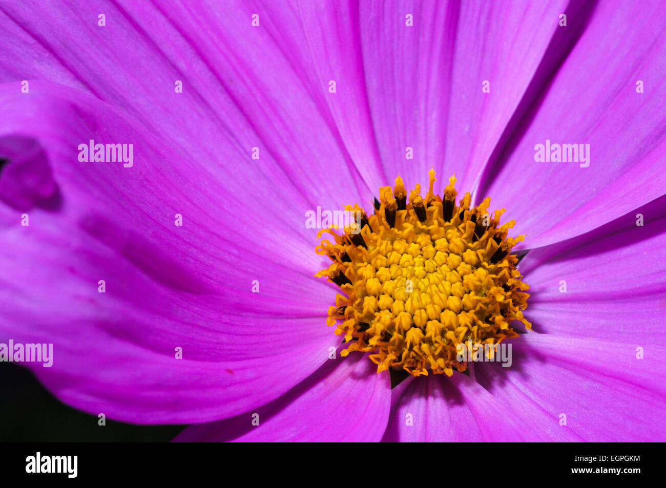 Deep pink center hi-res stock photography and images - Alamy