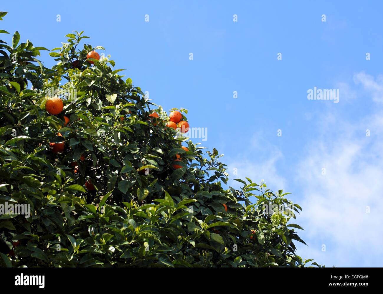 Oranges on Tree with Sky Background Stock Photo - Alamy