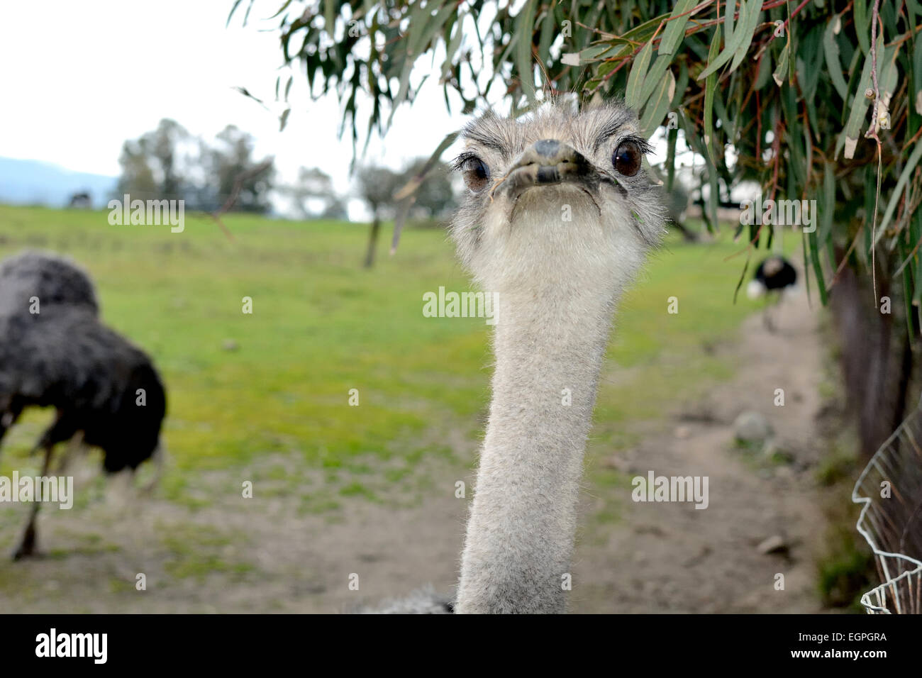 A front head portrait of an African Ostrich with funny expression in ...