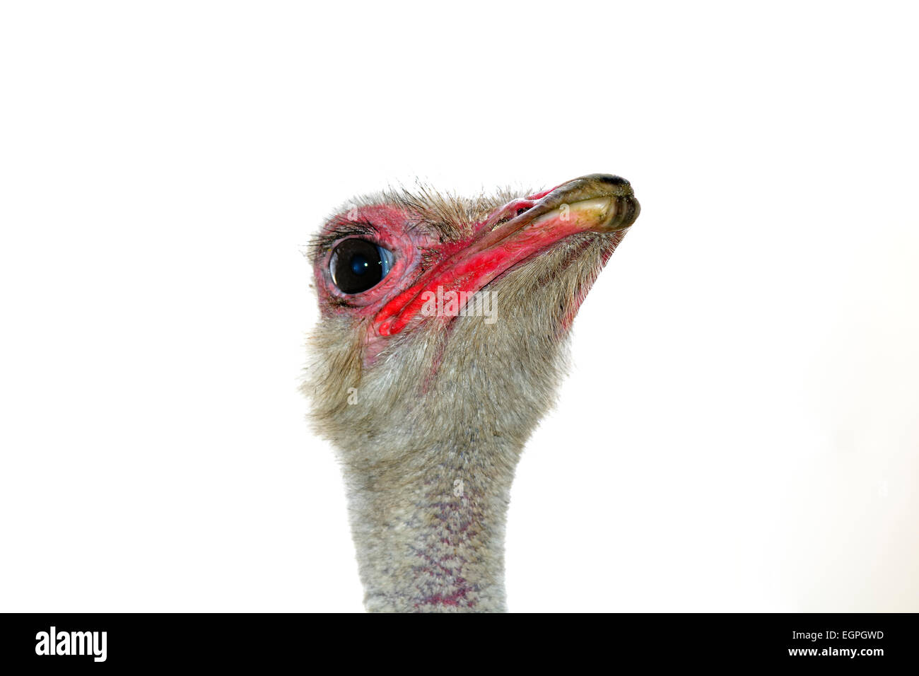 A front head portrait of an African Ostrich with funny expression in ...