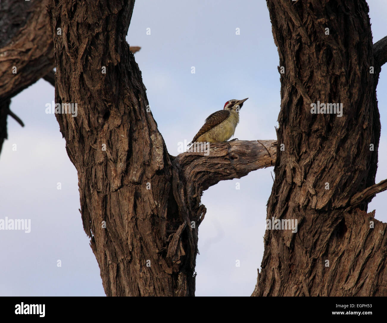 Bearded woodpeckers hi-res stock photography and images - Alamy