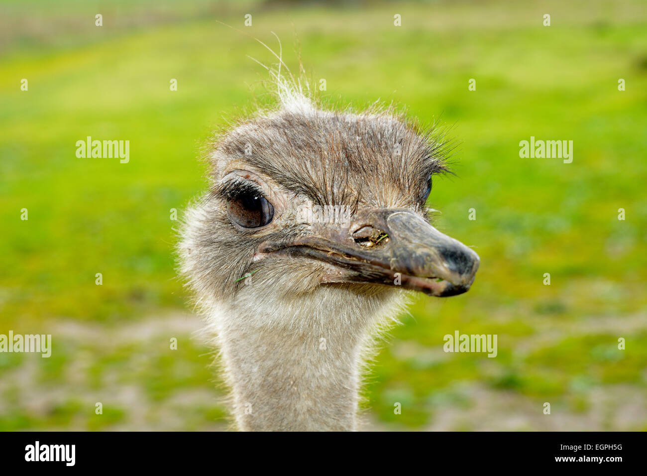 A front head portrait of an African Ostrich with funny expression in ...