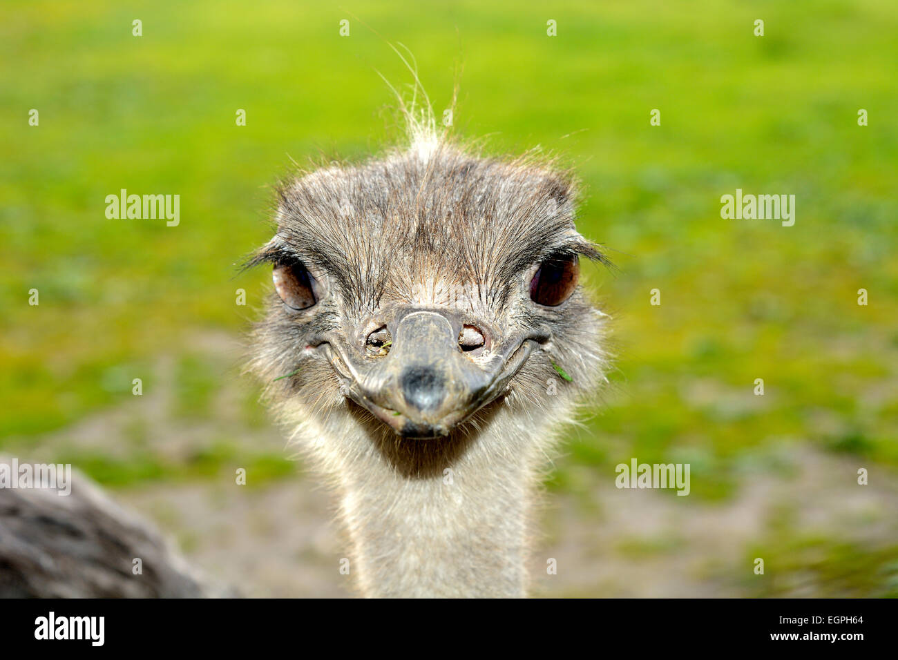 A front head portrait of an African Ostrich with funny expression in ...