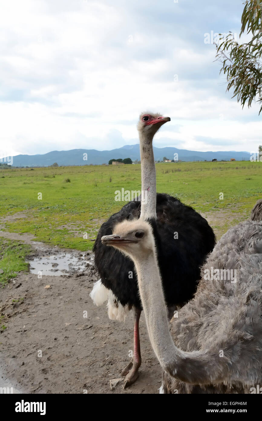 A front head portrait of an African Ostrich with funny expression in ...