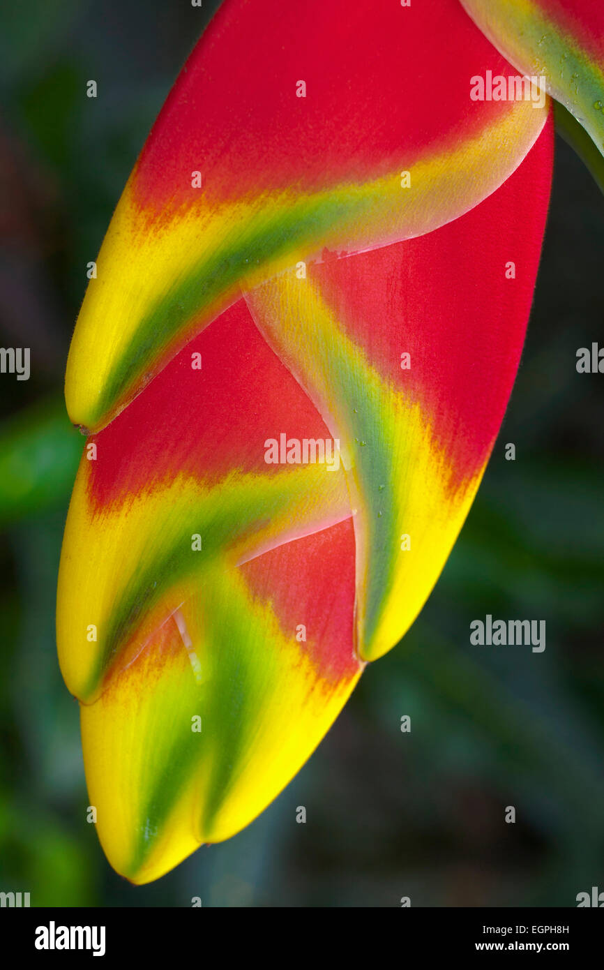 Heliconia rostrata, often known as Lobster claw, Close view of the ...