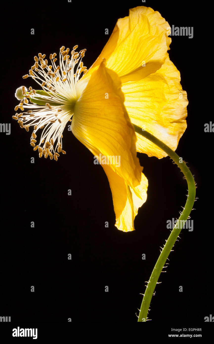 Poppy, Welsh poppy, Meconopsis cambrica, Side view of the fading ...