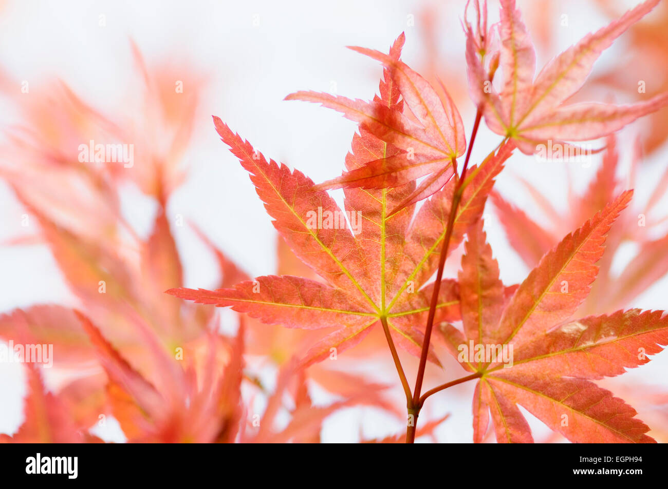 Palmatum shindeshojo hi-res stock photography and images - Alamy