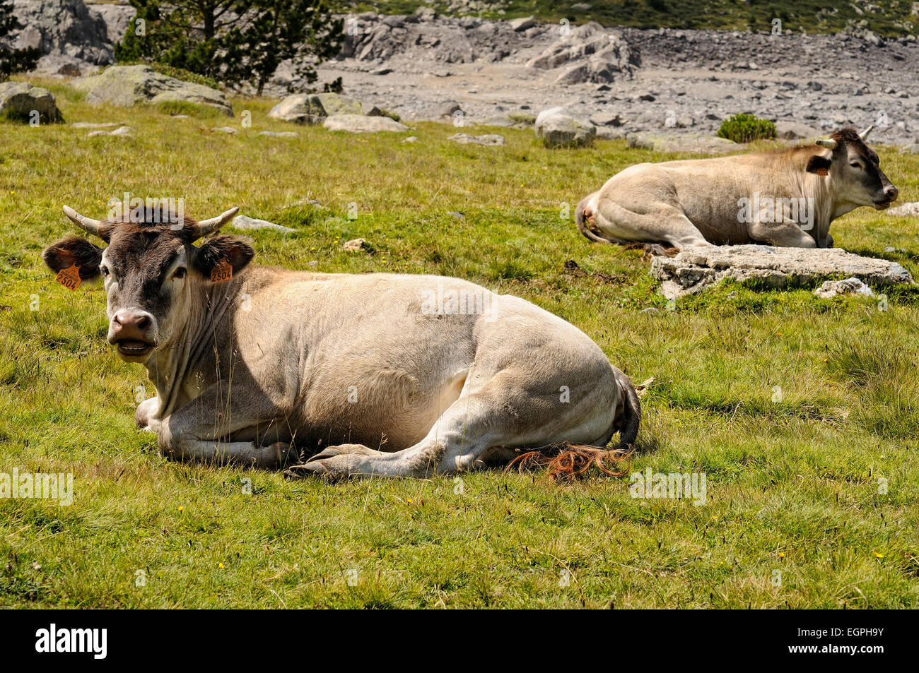 Braunvieh hi-res stock photography and images - Alamy