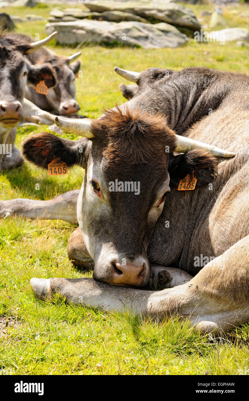 Braunvieh hi-res stock photography and images - Alamy