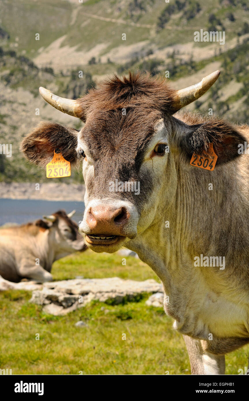 Portrait of Braunvieh cow in Néouvielle National Nature Reserve ...