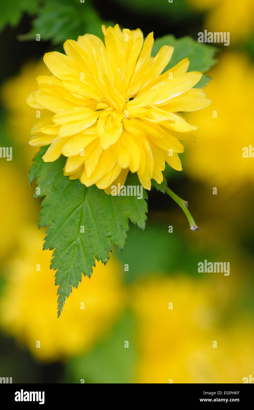 Japanese rose, Kerria japonica 'Pleniflora', Close view of one yellow ...