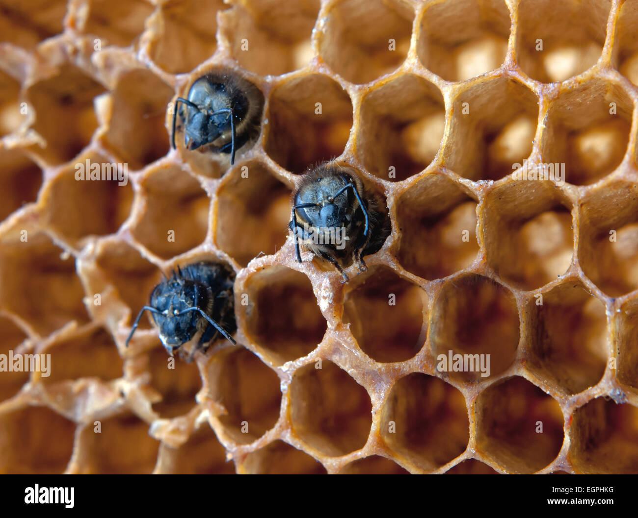 yong bees inside honeycomb. Close up Stock Photo - Alamy