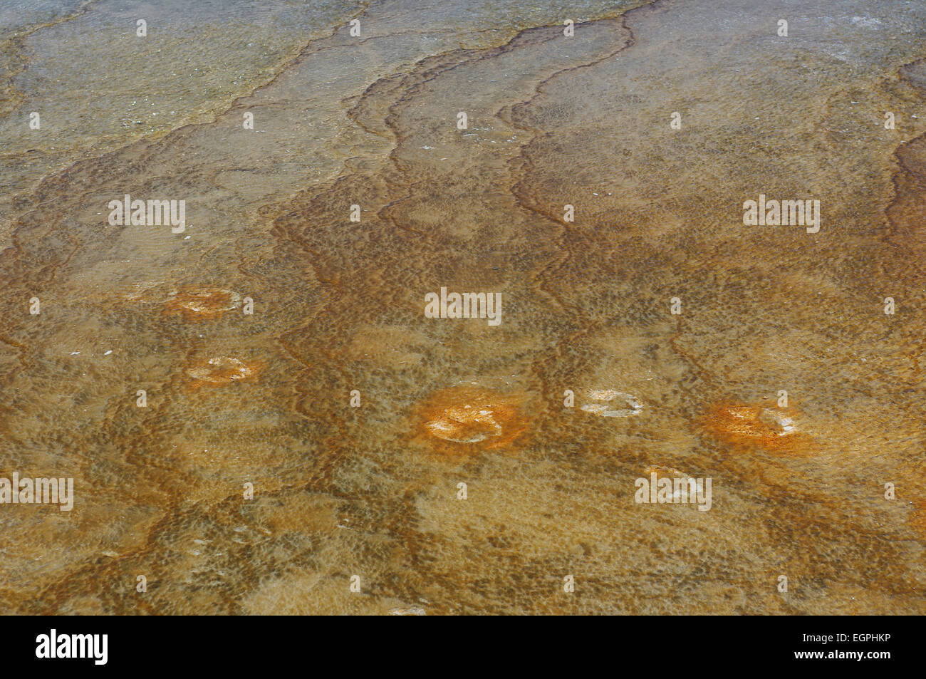 Bison hoof prints in Grand Prismatic Spring, Yellowstone National Park ...