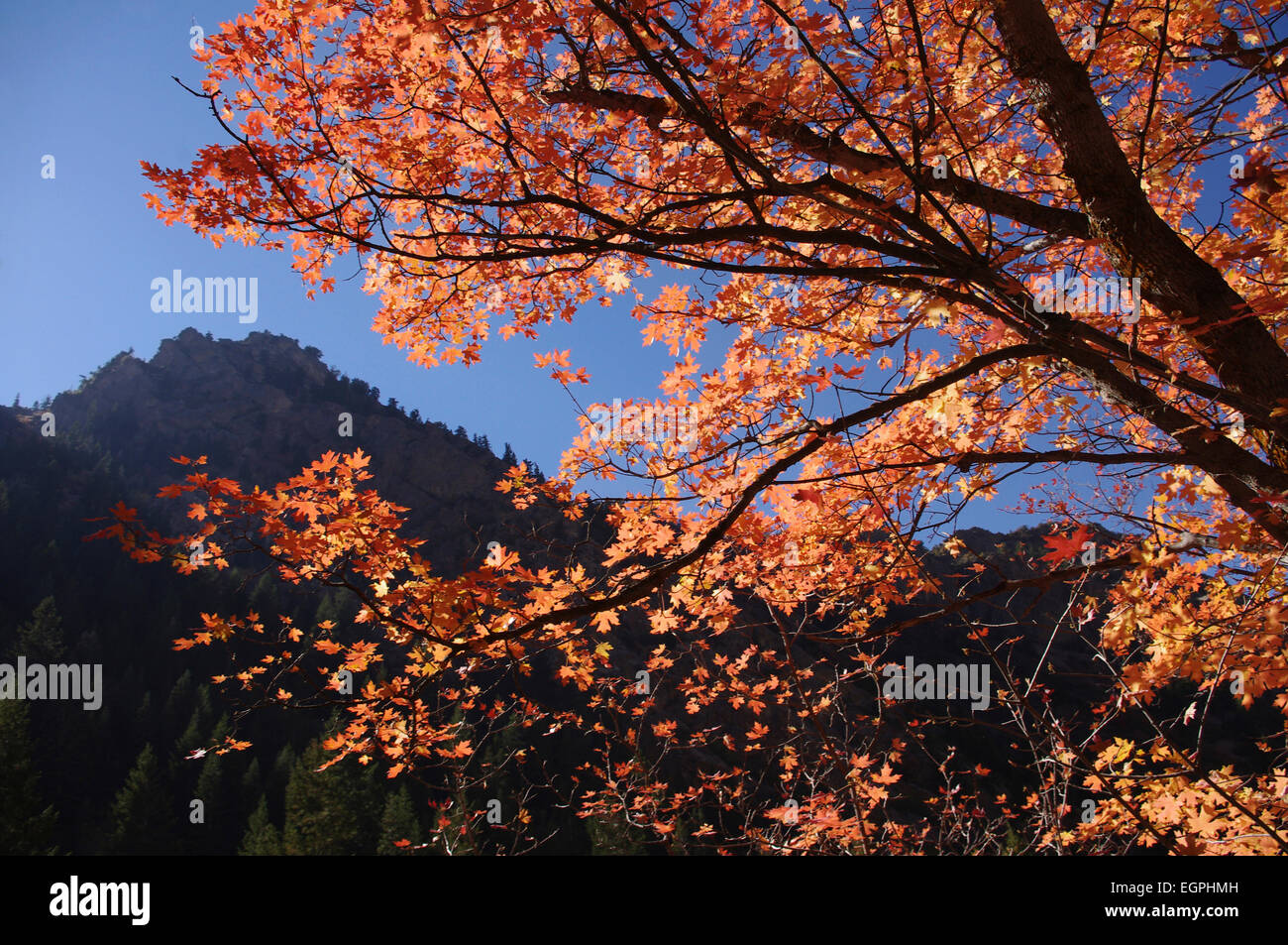 Red leaves during autumn with the Wasatch mountains in the background ...