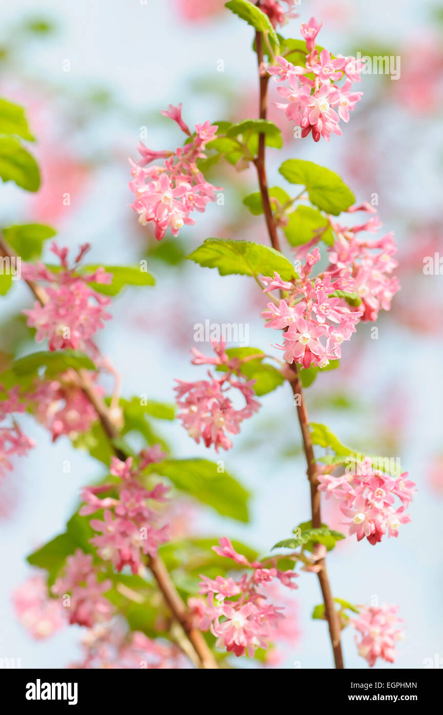 Flowering currant, Ribes sanguineum, Side view of 2 stems with lots of ...