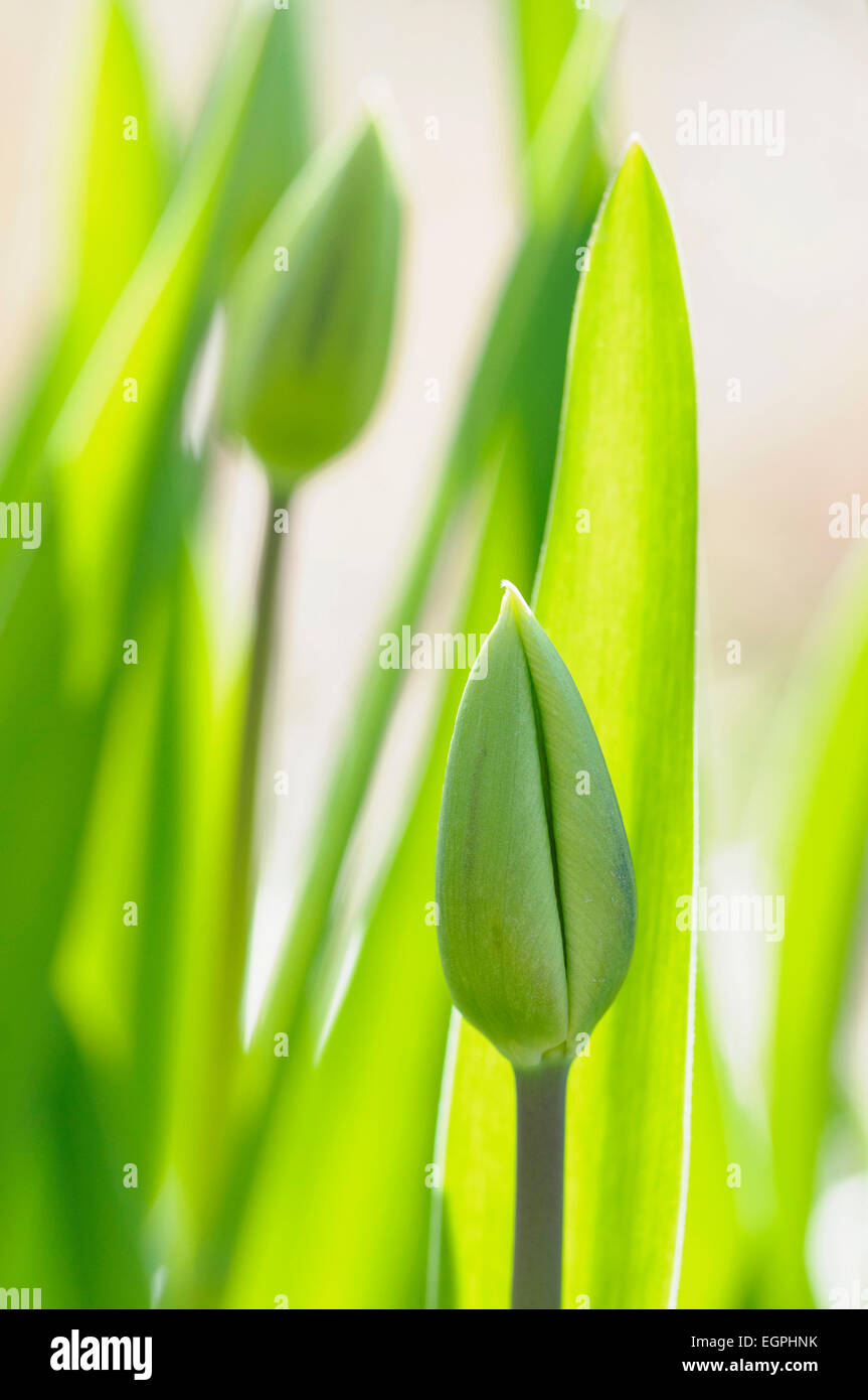 Tulip, Tulipa cultivar, Side view of an unopened green bud with leaves ...
