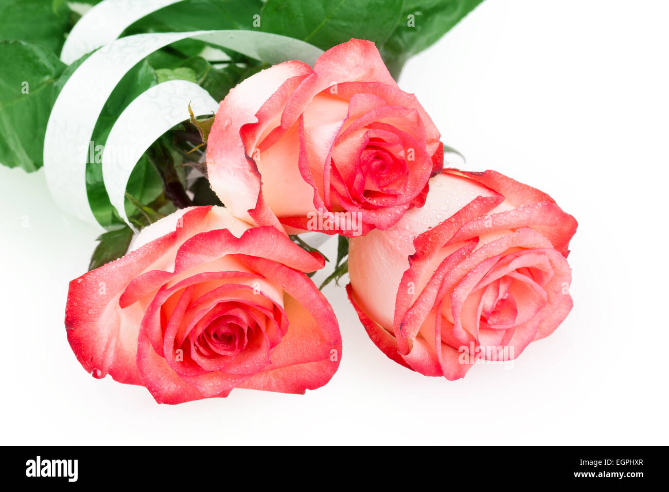 rose flower isolated on white background Stock Photo - Alamy