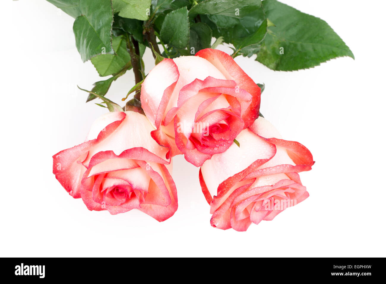 rose flower isolated on white background Stock Photo - Alamy