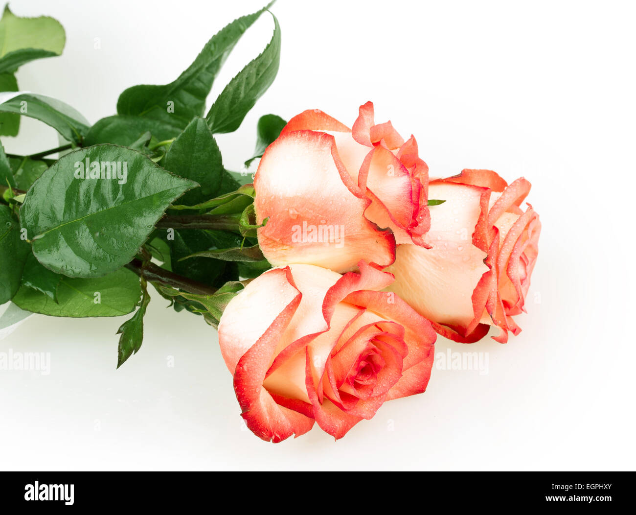 rose flower isolated on white background Stock Photo - Alamy