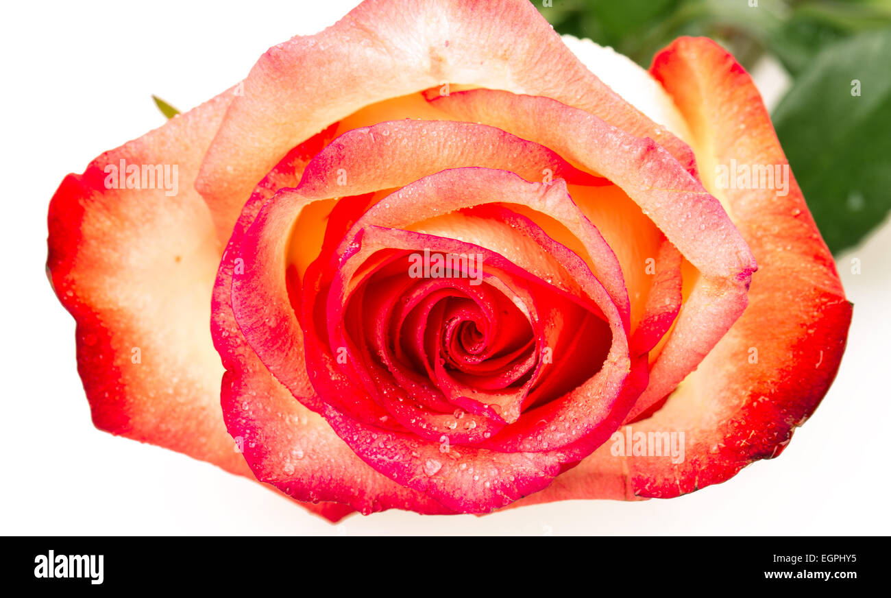 rose flower isolated on white background Stock Photo - Alamy