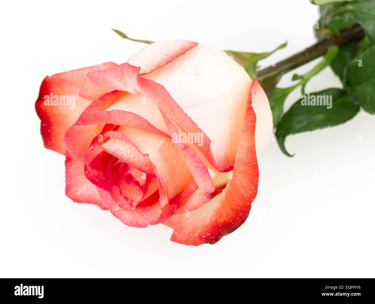 rose flower isolated on white background Stock Photo - Alamy