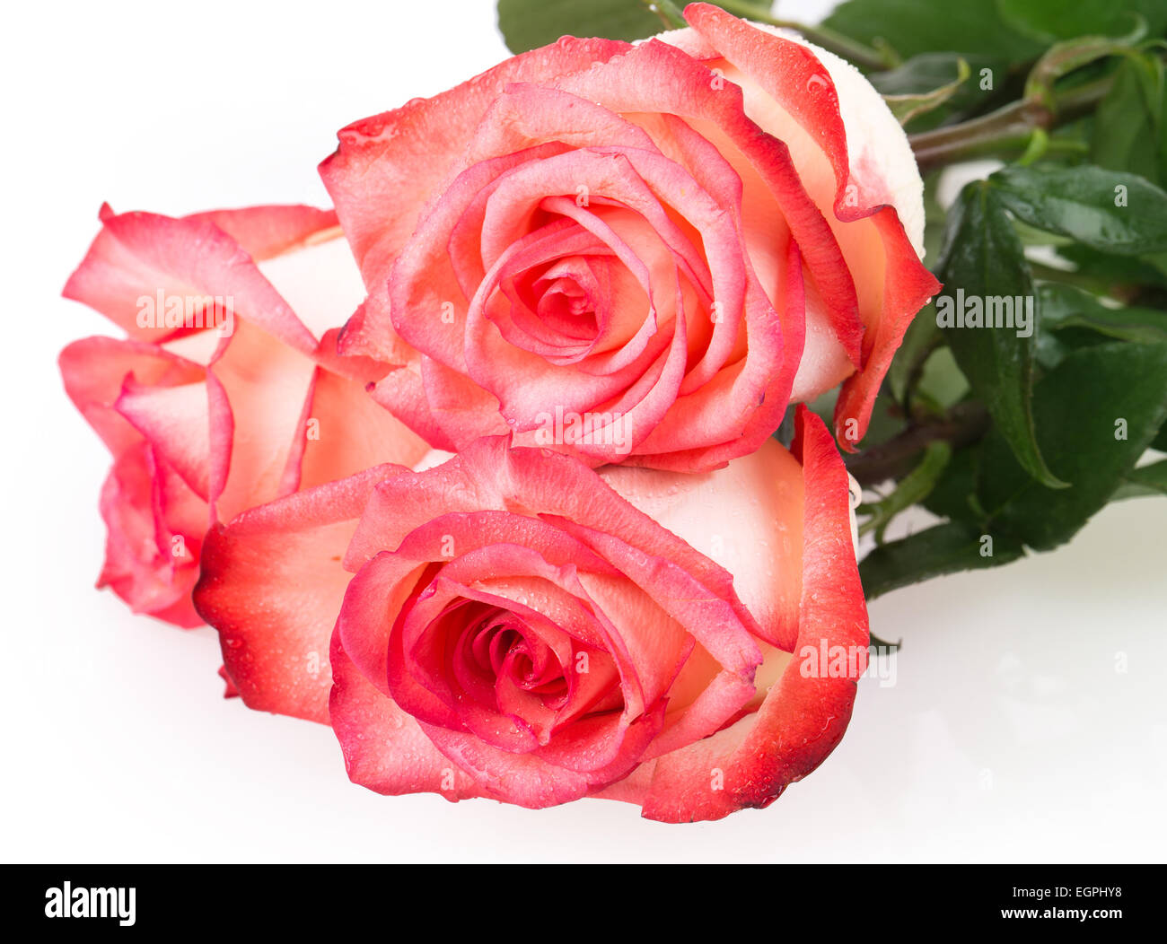 rose flower isolated on white background Stock Photo - Alamy