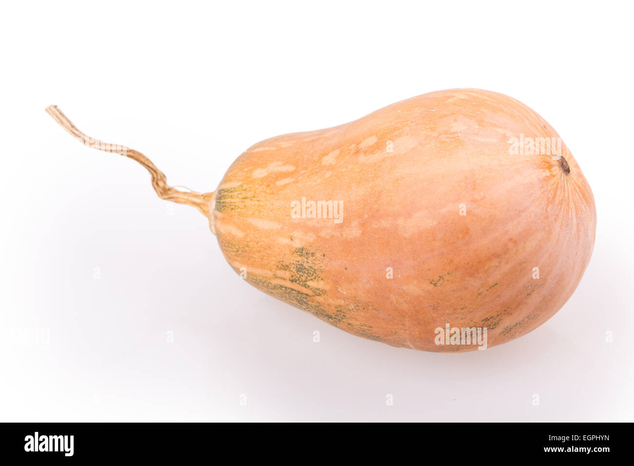 squash isolated on white background Stock Photo - Alamy